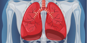 Discover Lung Anatomy - From Base to Apex | Comprehensive Guide
